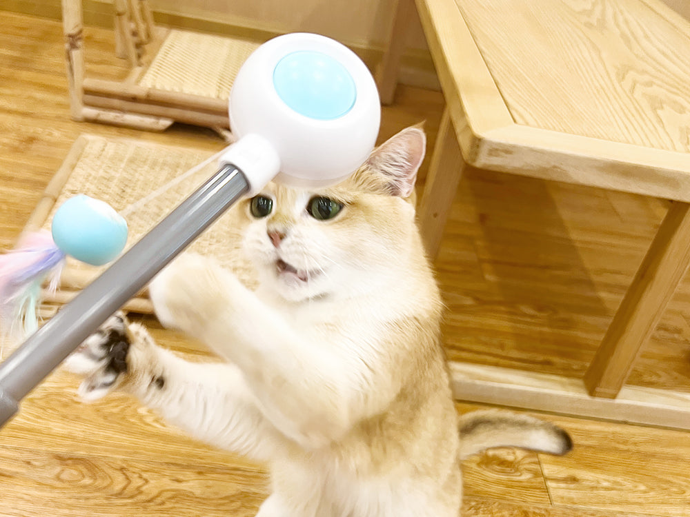 Tailored Treasures: Discover ARK Pet's Exclusive Collection – ArkPet