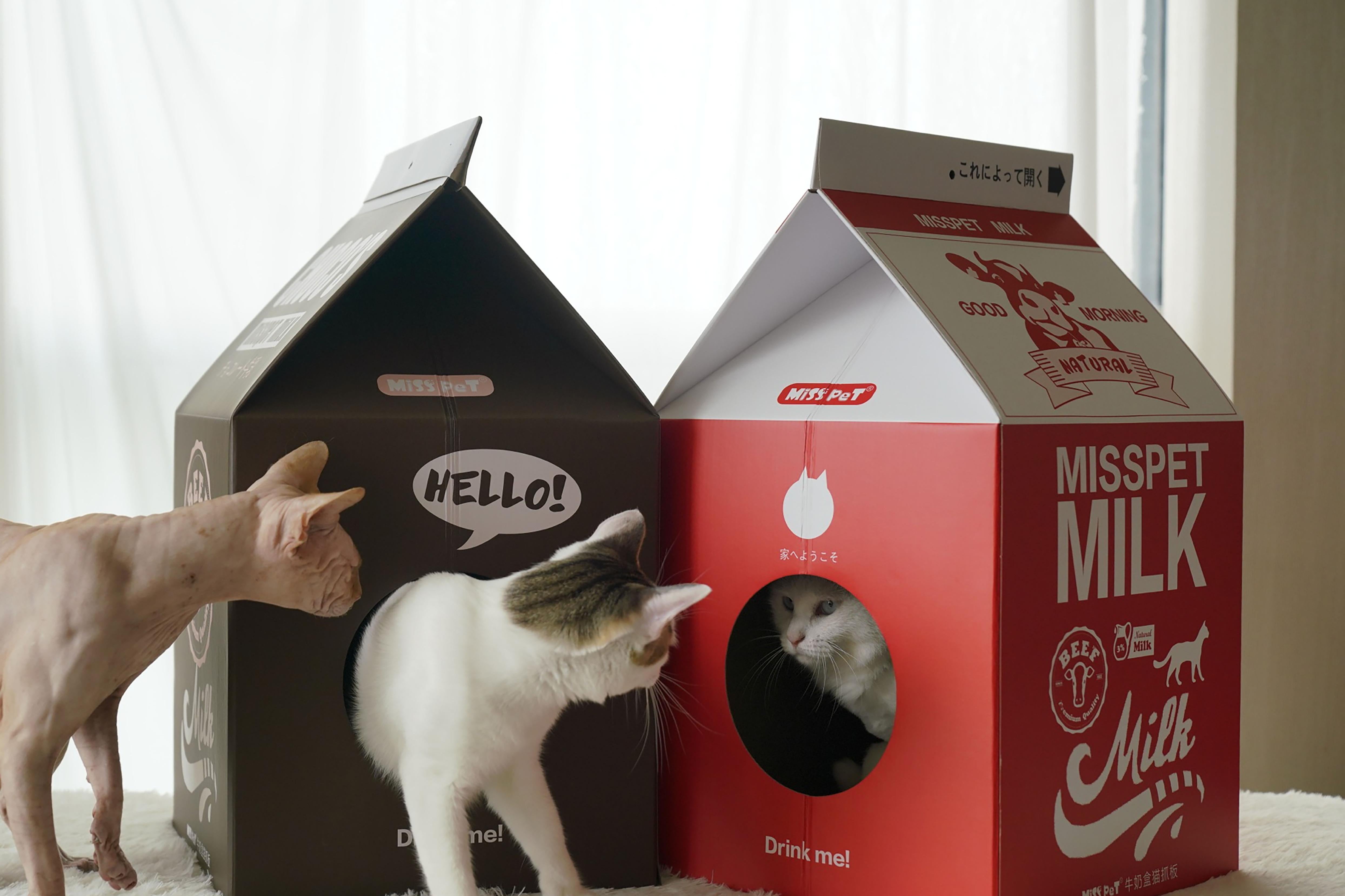 Why Do Cats Love Boxes? – ArkPet