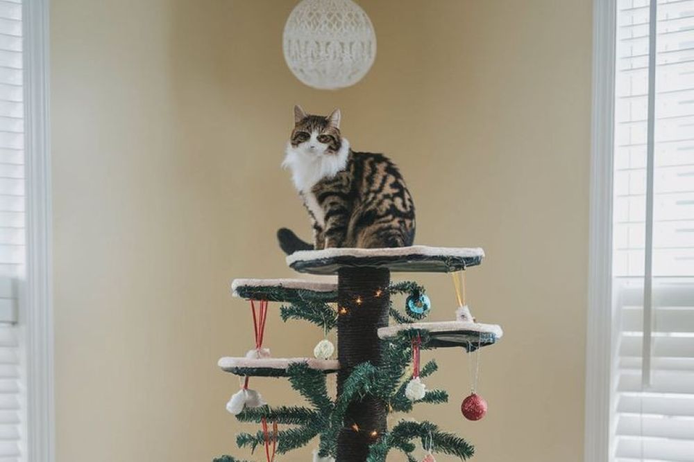 Guide to The Best Sizes for Cat Tower – ArkPet