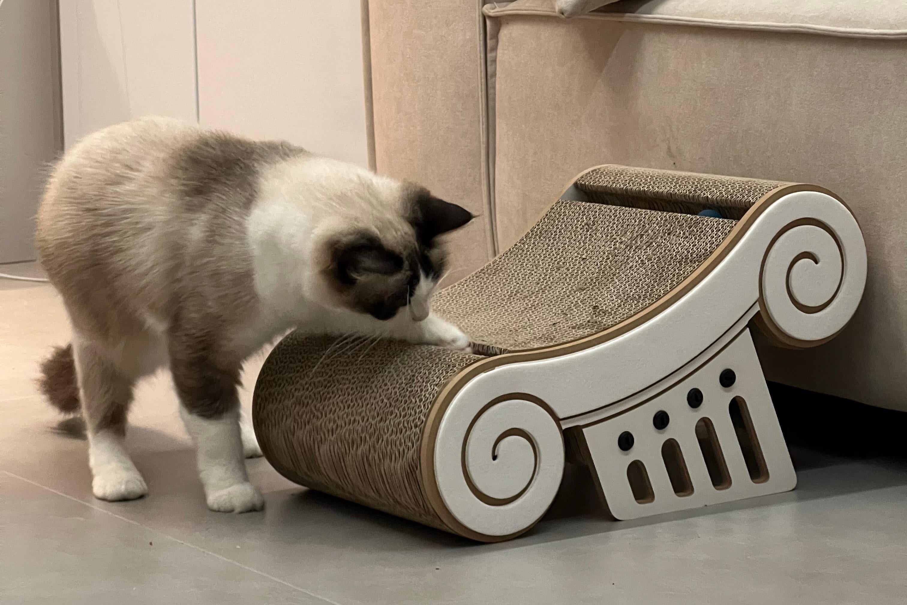 Top 10 Tips for First-Time Cat Owners – ArkPet