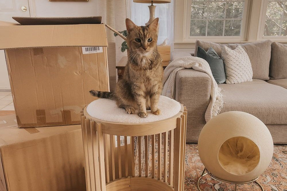 How Large Cats Use Cat Furniture Differently Than Small Cats – ArkPet