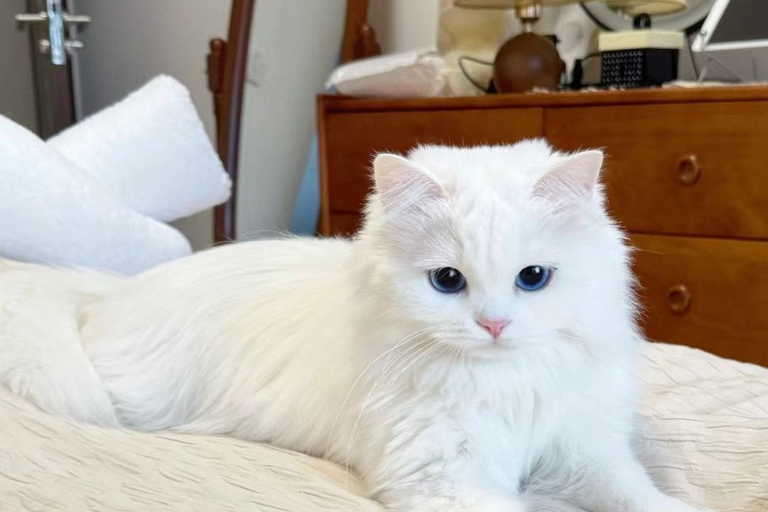 What Your Cat’s Sleeping Position Reveals About Their Personality – ArkPet