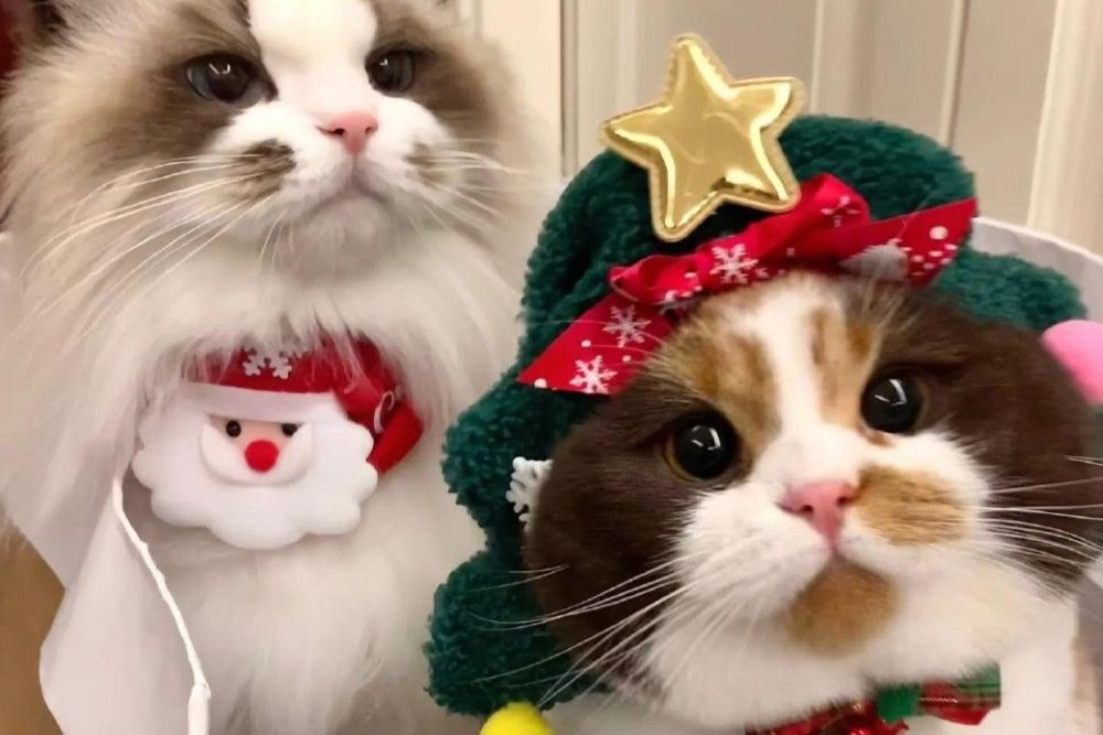 New Year Home Refresh: How to choose Cat Condos or Cat Stands – ArkPet