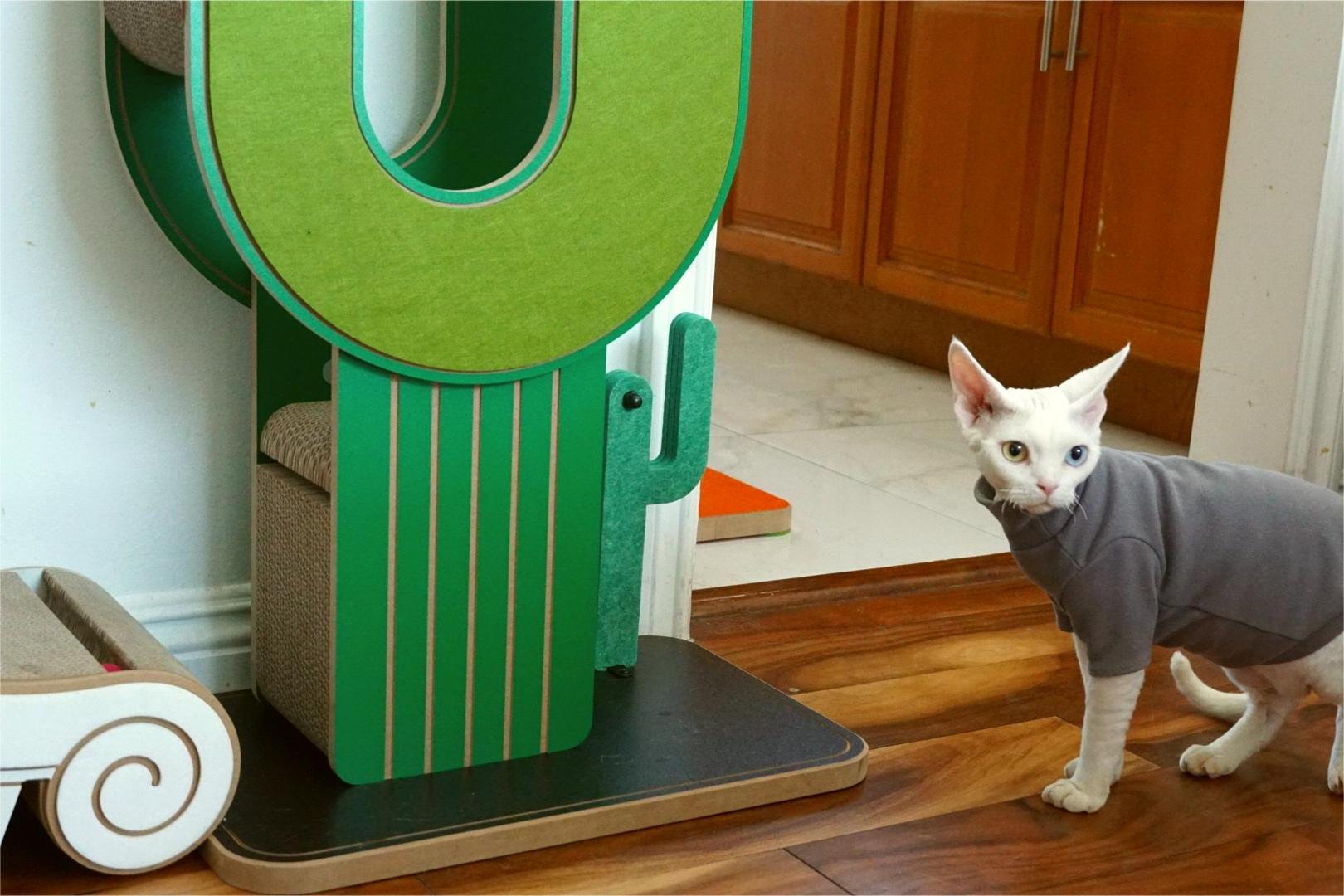 A Guide to Identifying and Solving Cat Behavior Problems – ArkPet